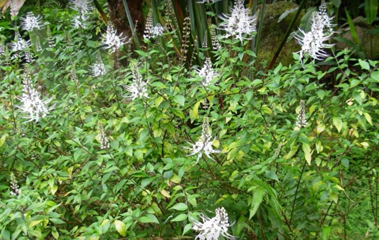 Pokok herba misai kucing – pertanian.my