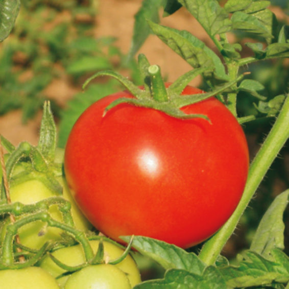 Tomato Himsona membuka jalan untuk revolusi pertanian – pertanian.my